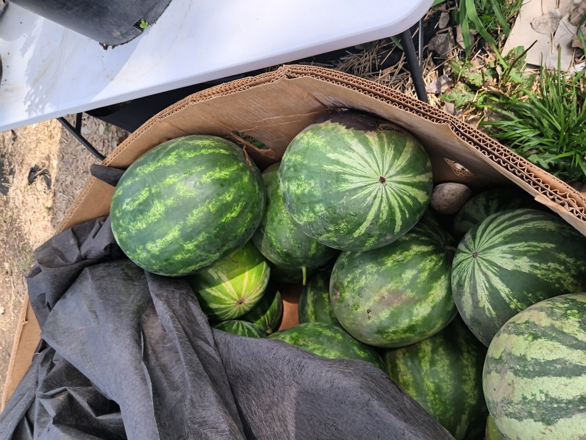 Meet Anthony Nealy - Bold Journey Magazine